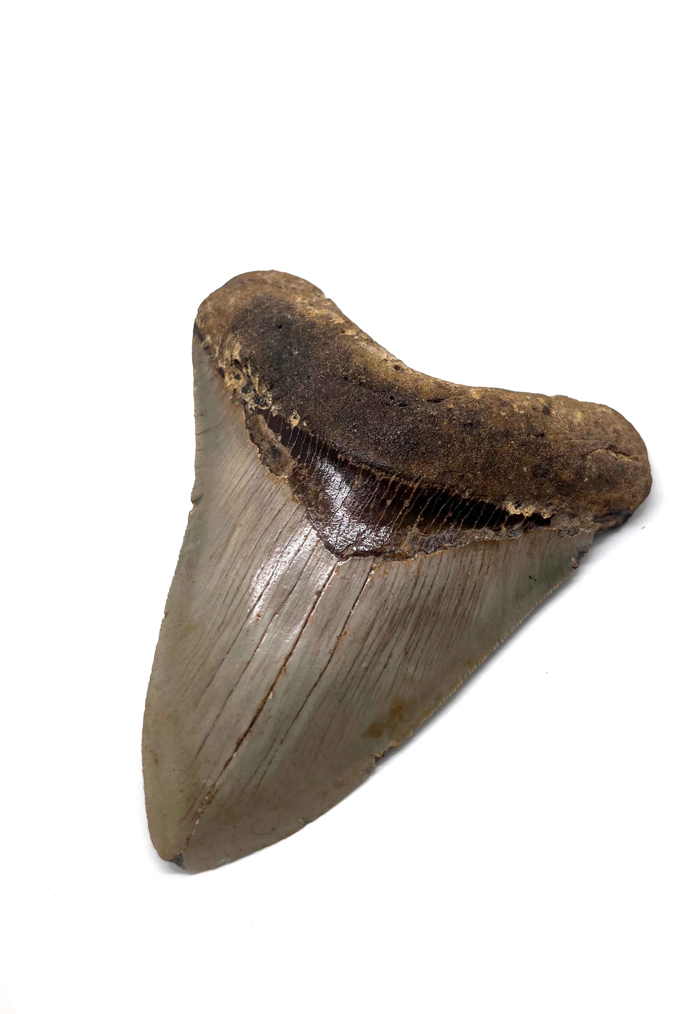 Megalodon Shark Tooth – Silver Eagle Gallery