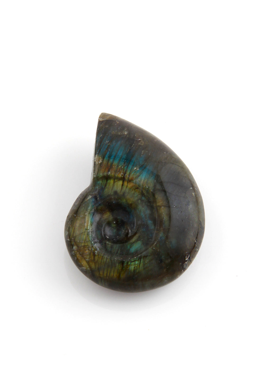 Ammonite Shaped Labradorite – Silver Eagle Gallery